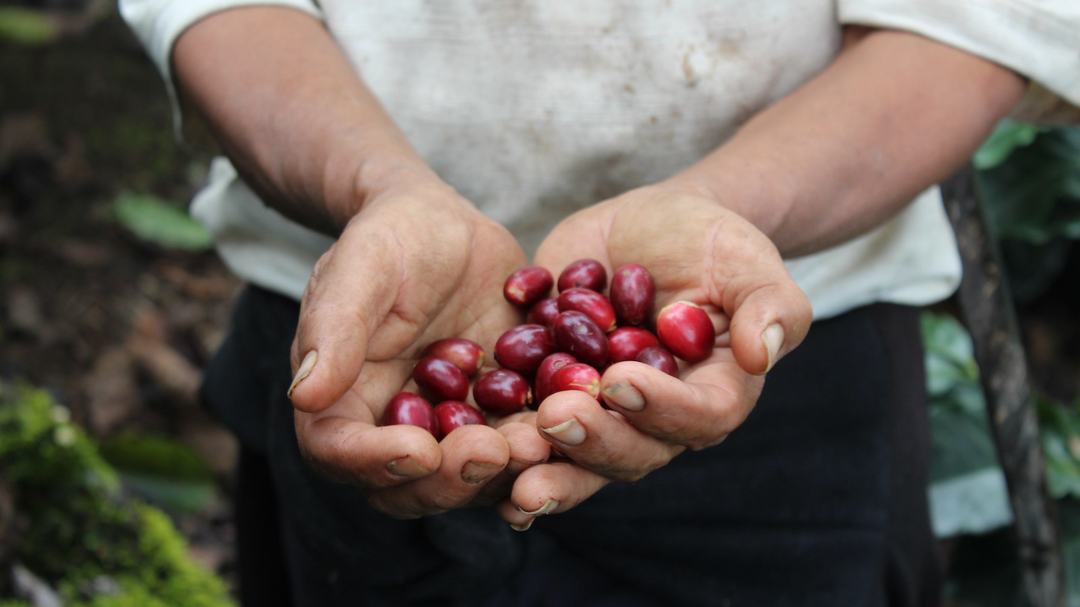 Single Origin | Bean Coffee | Make Better Coffee – Liverpool Coffee ...